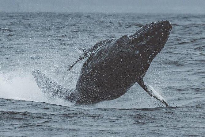 3-Hour Whale Watching Tour from Monterey - Be Prepared for the Seas