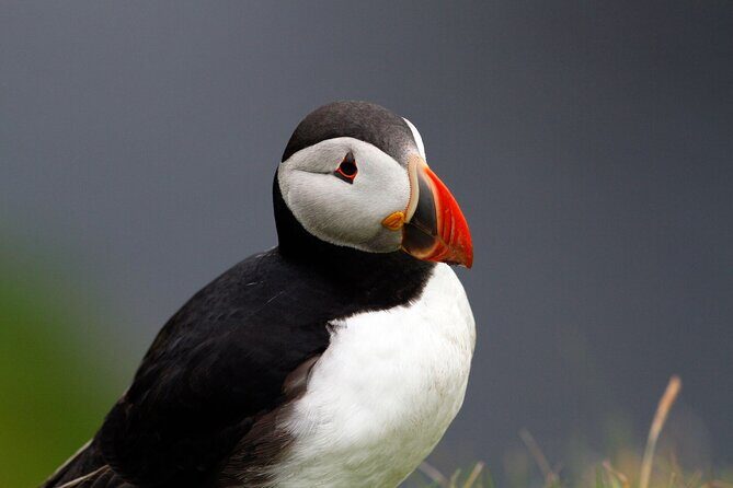 4 Day Mull, Iona and Staffa Puffin Experience from Edinburgh