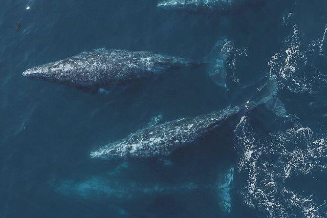4 Hour Whale Watching Tour From Monterey - The Real Experience: What Travelers Say