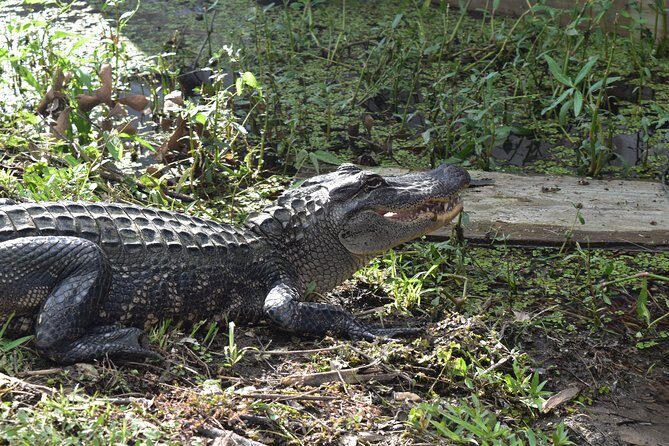90-Minute Jean Lafitte Swamp and Bayou Tour with Transportation - Final Thoughts