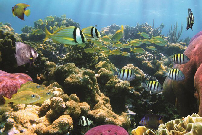 Afternoon Hawaiian Green Sea Turtle and Dolphin Snorkel and Sail - FAQ