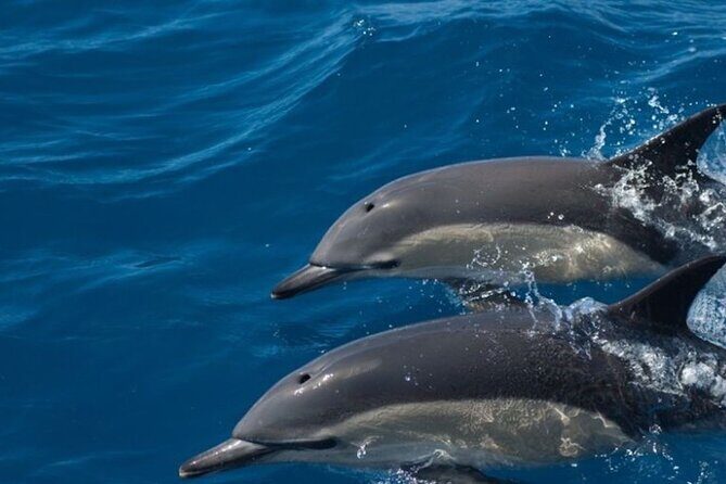 Algarve Dolphin Watching & Marine Life Eco Tour