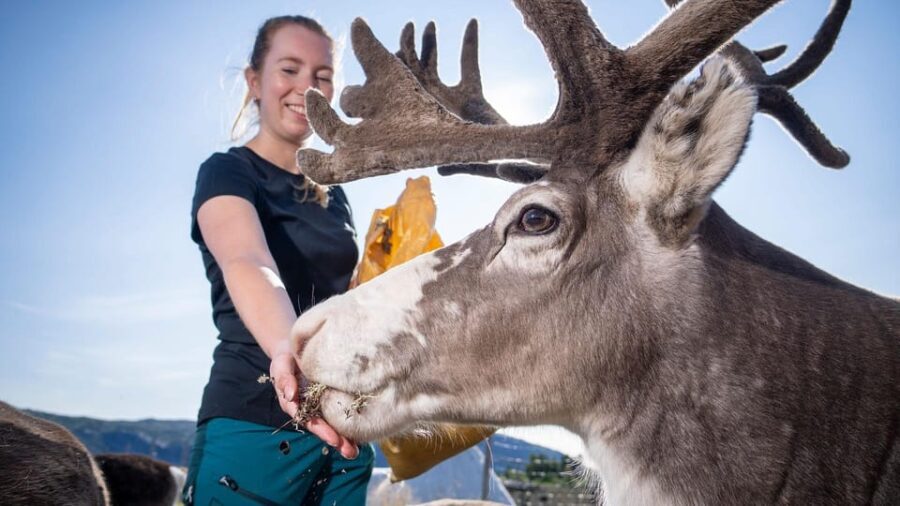 Alta: Reindeer - A carrier of Sámi Culture