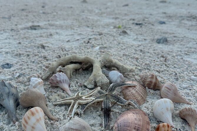 Beach and Shelling Excursion - Public - FAQs