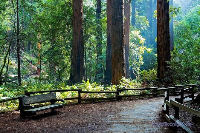 Big Bus San Francisco: Guided Muir Woods Tour - What Travelers Love About This Tour