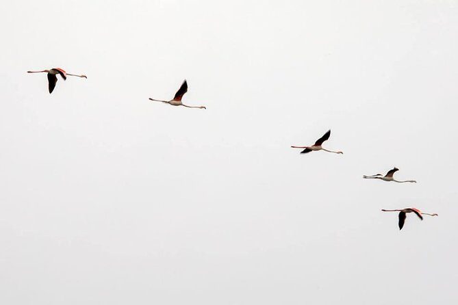 Birdwatching Boat Tour so close to Lisbon - The Sum Up