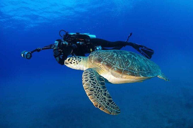 Certified Diver: 2-Tank Shallow Reef Dives off Oahu - Practical Details and Logistics