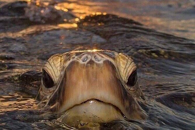 Circle Island tours - swim with turtles,Private & Small Group Tours - Expect the Unexpected: Wildlife & Hidden Spots