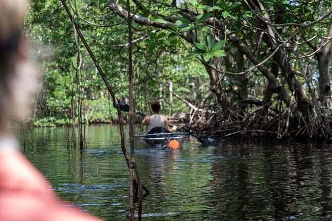 Clear Kayak Tour in North Miami Beach - Mangrove Tunnels - The Authentic Experiences and Visitor Feedback