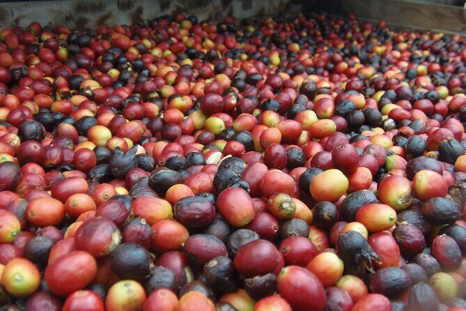 Coffee & Wine: North Route of Gran Canaria Tour