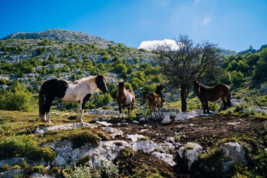 Dawn on the top of Biokovo - FAQ