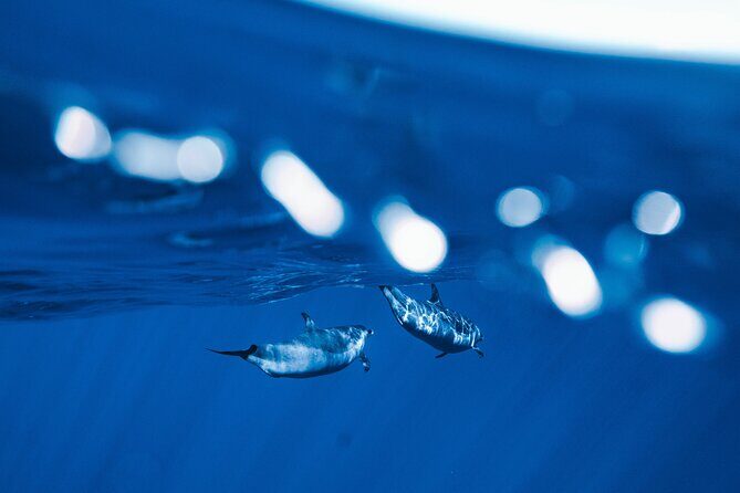 Deluxe Catamaran Swim with Dolphins in Oahu with Waterslide - The Sum Up