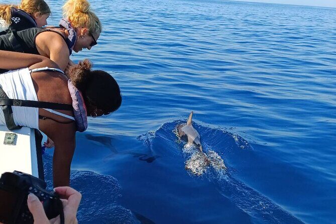 Dolphin Watching from Faro