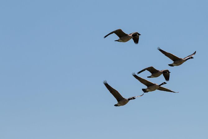 Door County Wetlands Kayak Tour - Who Should Consider This Tour?