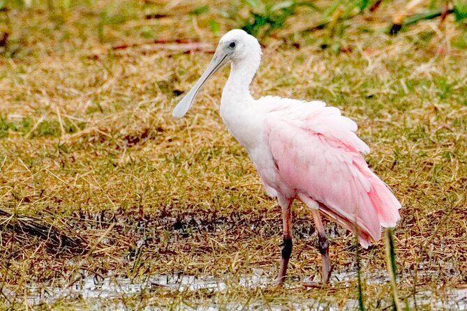 Everglades National Park Boat Tour - Practical Details and Tips