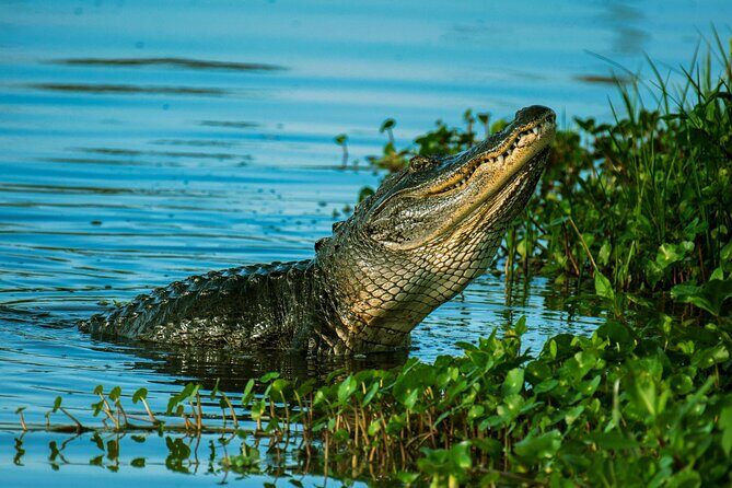 Everglades Tour from Miami Beach with Transportation - Authentic Experiences & Feedback