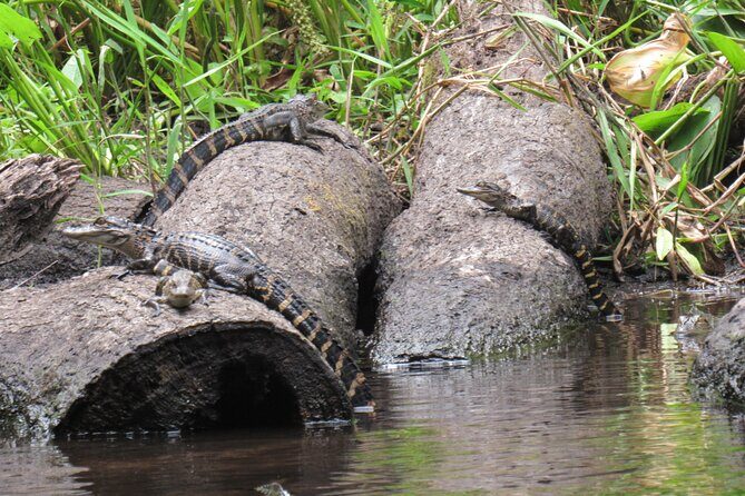 Exclusive Nature Escape Kayak Adventure on Blackwater Creek - The Guidance and Gear