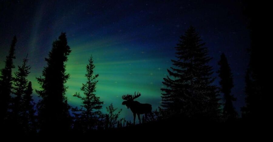 Fairbanks: Northern Lights and Chena Hot Springs Tour - The Value Proposition