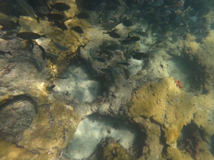 Fort Lauderdale: Guided Snorkeling Reef Tour and Lesson - Practical Details and Considerations