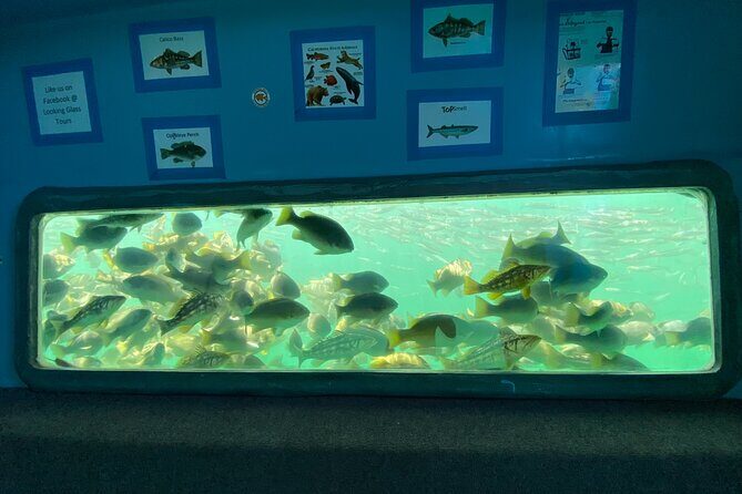 Glass Bottom Boat Ride in Redondo Beach - Why Choose This Experience?