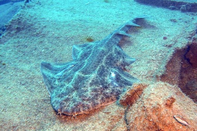 Gran Canaria 3 days / 6 dives in Various Locations
