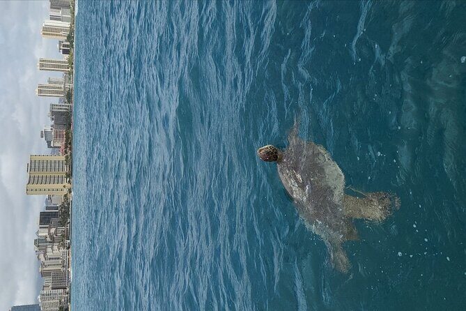 Guided Waikiki Turtle Snorkeling with Pick-up - Final Thoughts: Is This Tour Worth It?
