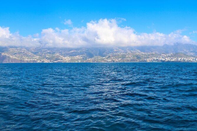 Hop-on Hop-off Bus Tour and Catamaran Whale & Dolphin Watching
