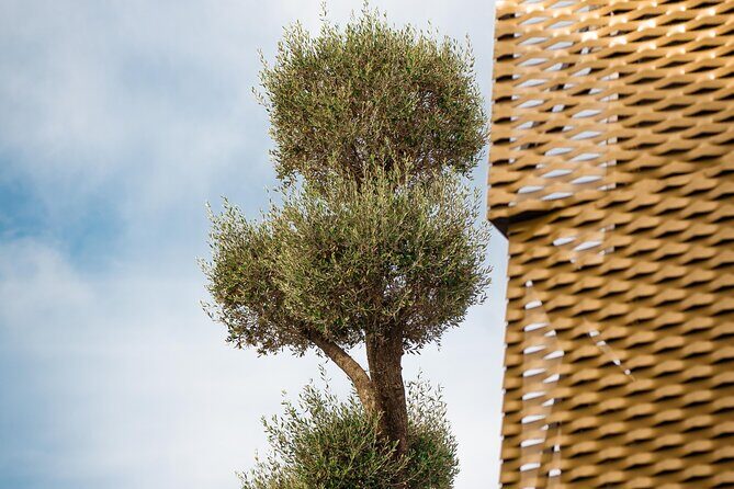 Immersive oil tourism in AOVEland by Oleícola Jaén