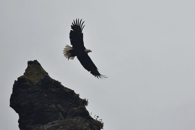 Kachemak Bay Wildlife Tour - The Sum Up