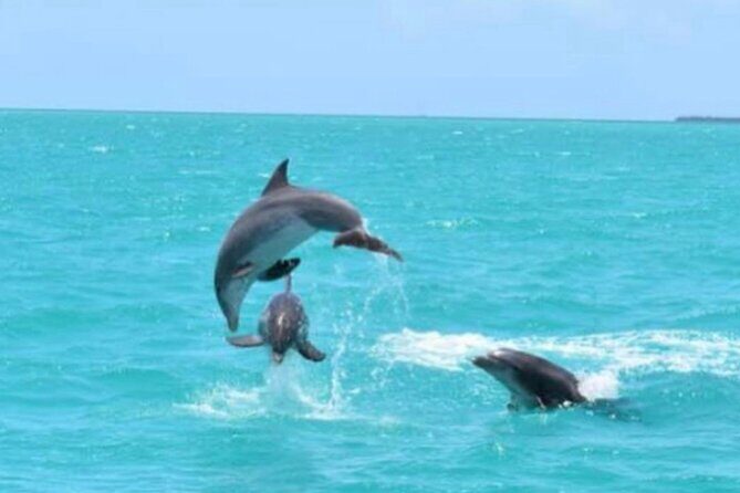 Key West's Favorite Afternoon Dolphin Sail - What You Can Expect