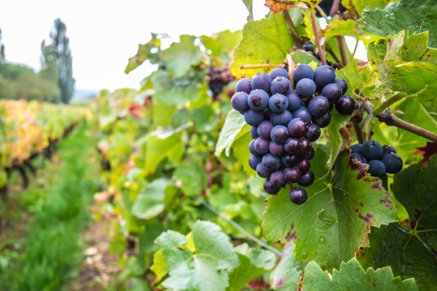 Krakow Wine Tasting Private Tour with Wine Expert