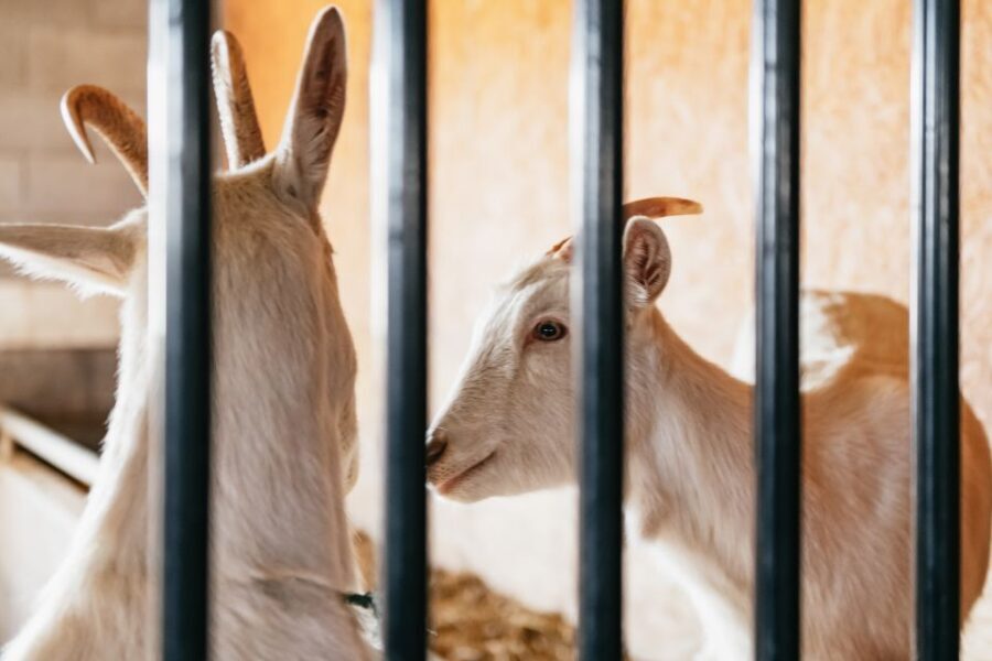 Lancaster County: Tour and Meal with an Amish Family - What Makes This Tour Stand Out?
