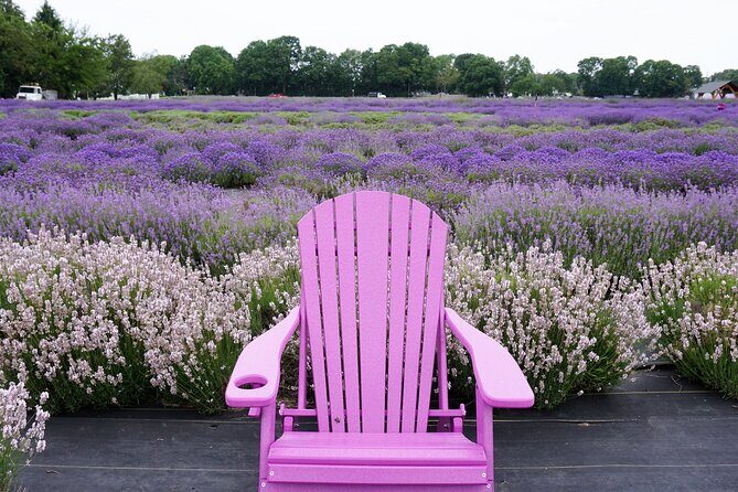 Lewin Farms, Lavender By The Bay and Tanger Outlets Full-Day Tour - What Travelers Can Expect at Each Stop
