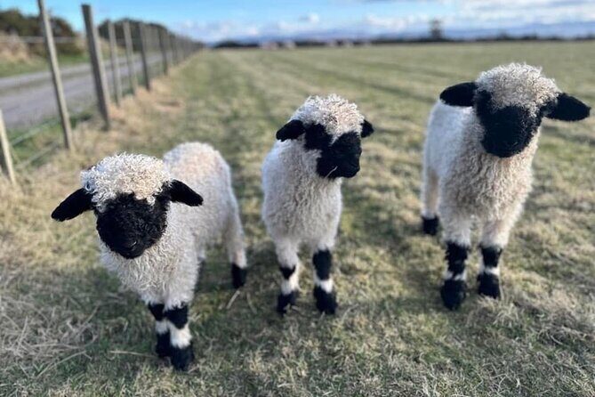 Loch Ness, Culloden, Clava and whisky/gin tour from Inverness. - Who Would Love This Experience?