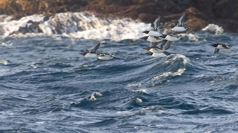 Lofoten: Sea Safari & Sightseeing Adventure by RIB