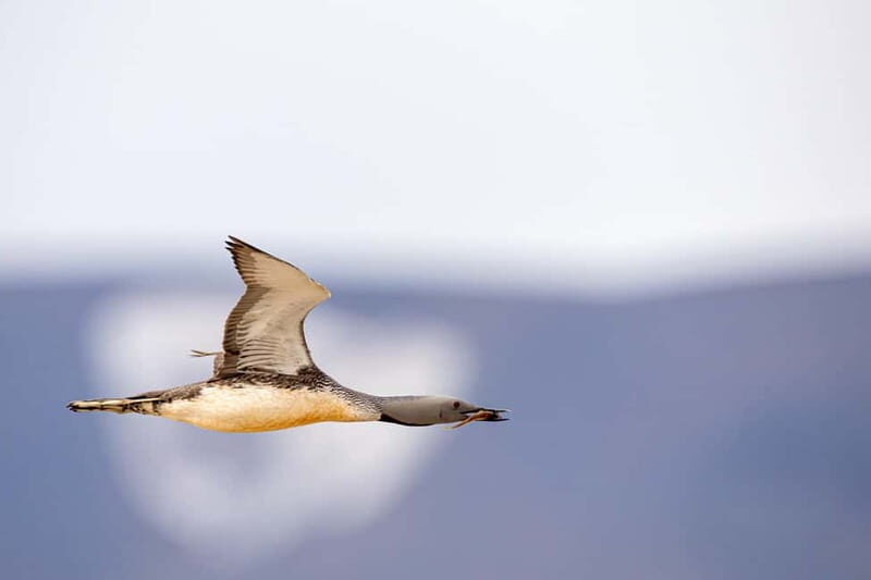 Longyearbyen: Wildlife Safari & Hiking Photography Tour