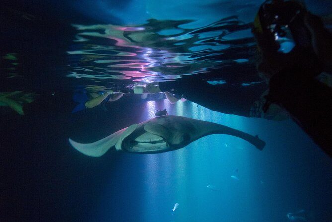 Manta Ray Night Snorkel Tour from Kona - Why This Tour Offers Great Value