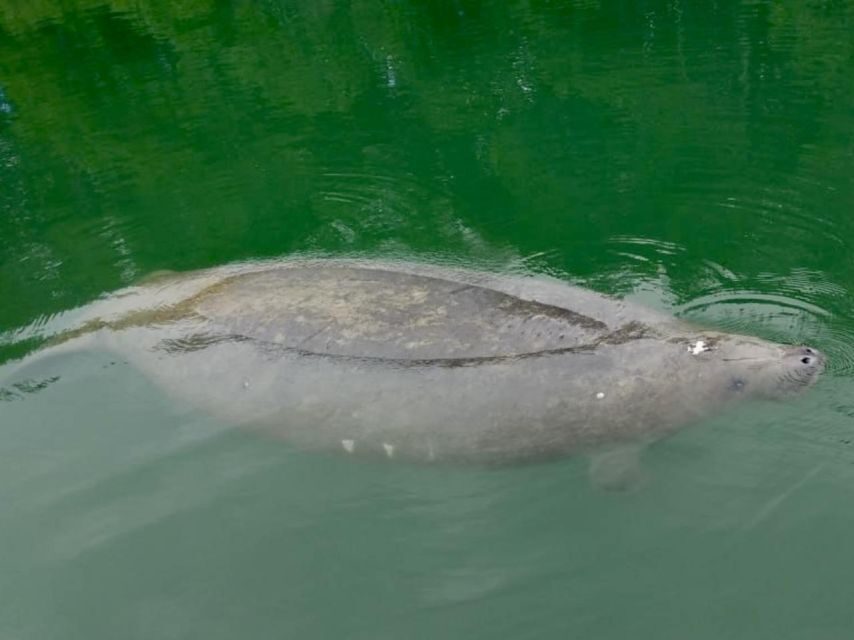 Miami: Manatee Season Paddleboard or Kayak Tour - An In-Depth Look at the Tour