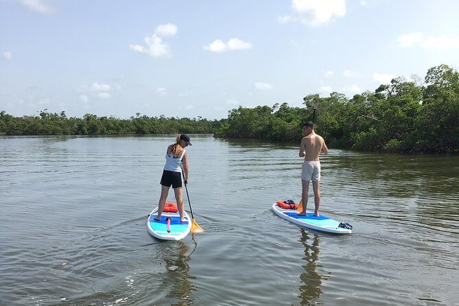 Naples Fl, Paddleboard Mangrove Forest Tour - Value for Money and Practical Tips