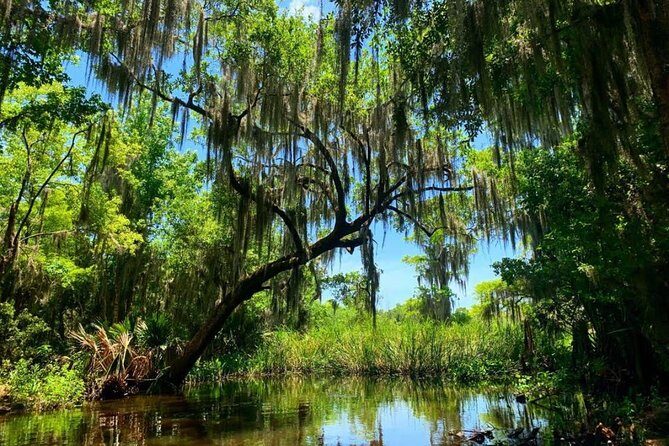 New Orleans Swamp Tour Boat Adventure with Transportation - The Experience for Different Travelers