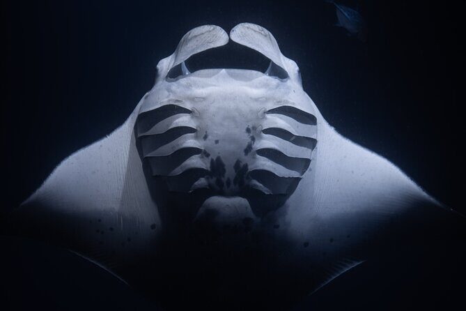 Night Manta Ray Snorkel with Videos - What’s Included and What’s Not