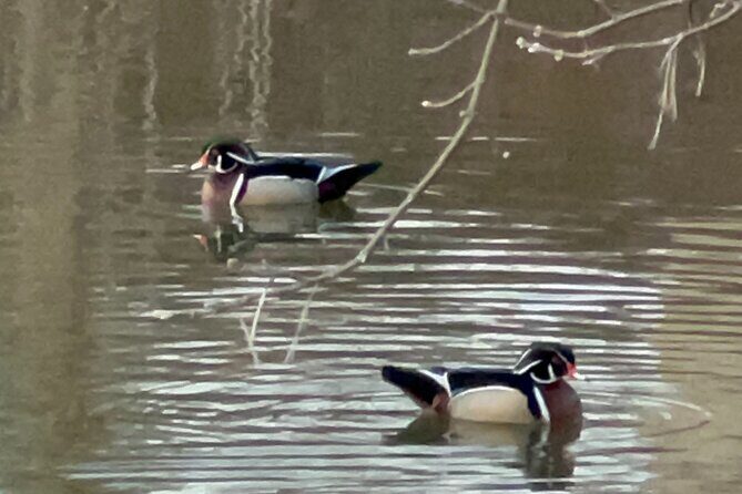 NYC Beginner Private Birdwatching Tour - The Sum Up