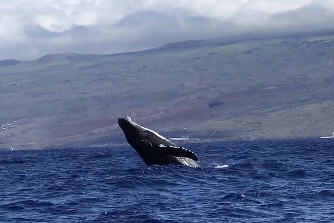 Oahu Whale Watching Excursion - Authentic Encounters and Traveler Perspectives