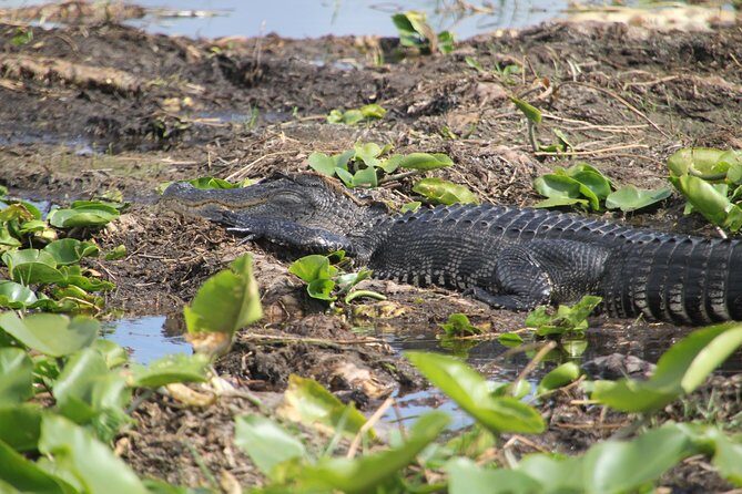 One-Hour Airboat Ride Near Orlando - An In-Depth Look at the Airboat Experience