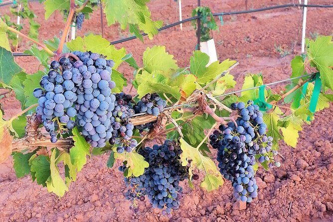 PistachioLand Farm Tour - Final Word