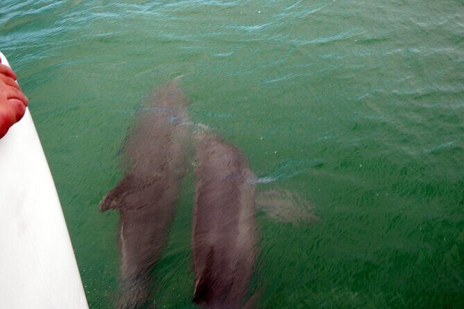 Pontoon Sightseeing and Shelling Excursion to Keeywaydin Island - What Could Be Better?