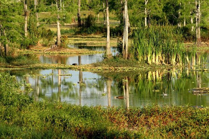 Private 4 Hour Everglades Tour Experience in the Wilderness - Key Points
