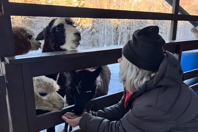 PRIVATE Alpaca Guided Forest Walk + Feeding Helsinki