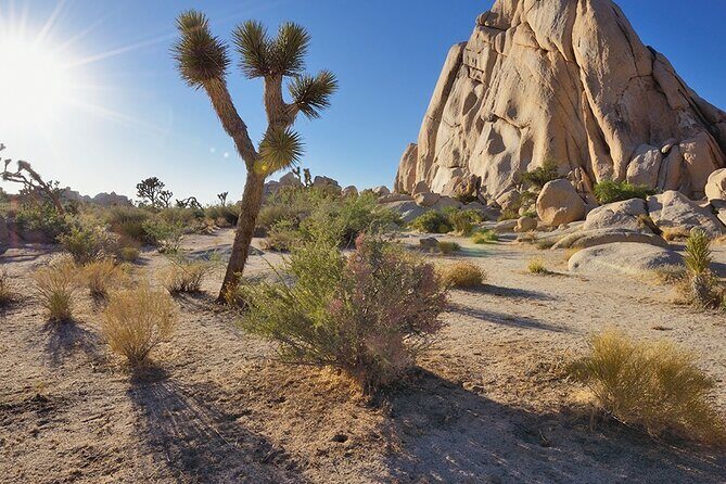 Private Day Tour to Joshua Tree National Park from San Diego - Practical Details and Value