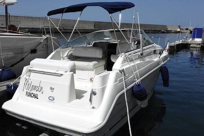 Private Dolphin and Whale Watching Tour in Madeira